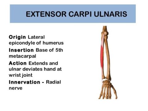 Extensor carpi ulnaris - Muscle Profiles - Steroids Live