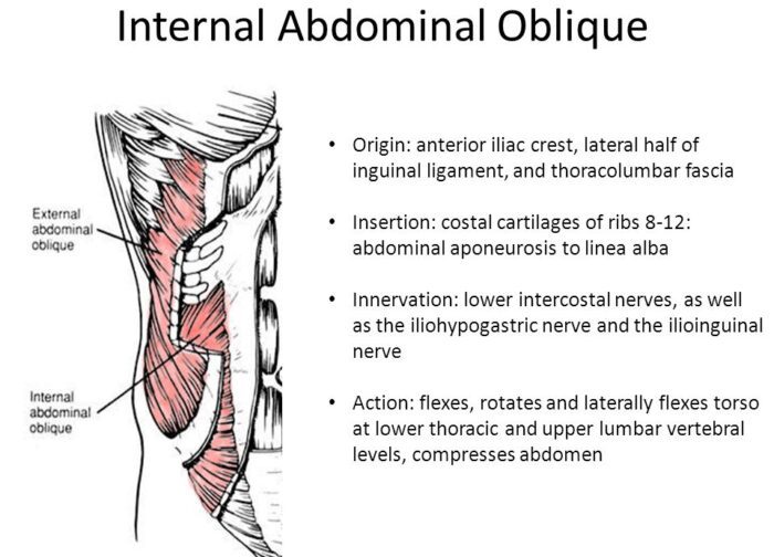 Arm Stretches for Arm Muscles - Bodybuilding Arms Workouts