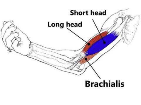 Short head of the biceps - Muscle Profiles - Steroids Live